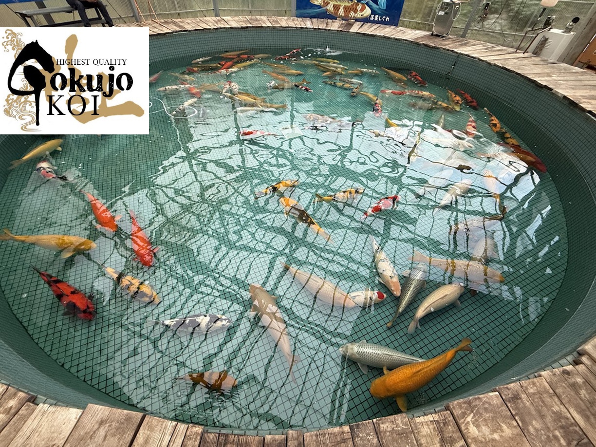 View High Quality Koi Available from Kodama Koi Farm
