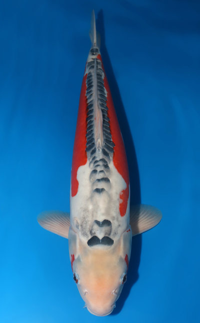 Shusui Archives - Kodama Koi Farm