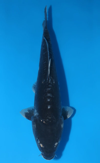 Kumonryu Archives - Kodama Koi Farm