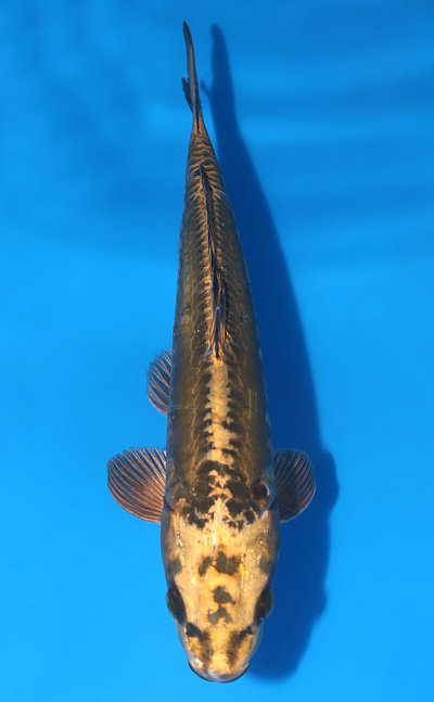 Mukashi Ogon Archives - Kodama Koi Farm