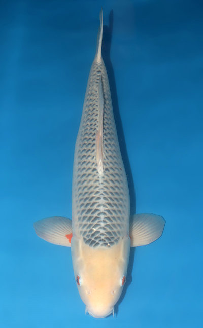 Asagi - Koi For Sale - Kodama Koi Farm