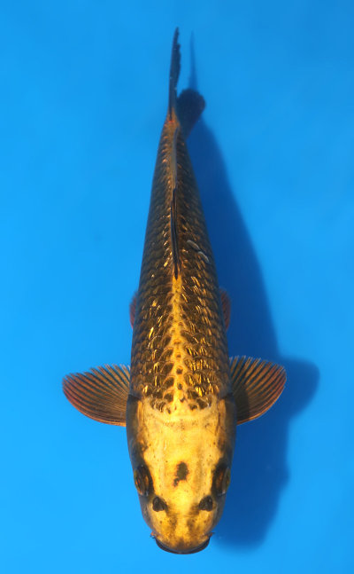 Ginrin Mukashi Ogon Archives - Kodama Koi Farm
