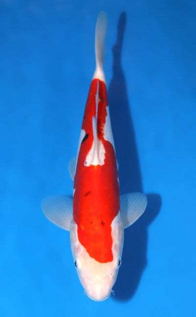 Kumonryu Archives - Kodama Koi Farm