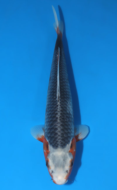 Asagi Koi Variety For Sale - Kodama Koi Farm