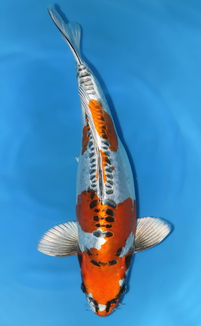 View All Koi Available from Kodama Koi Farm