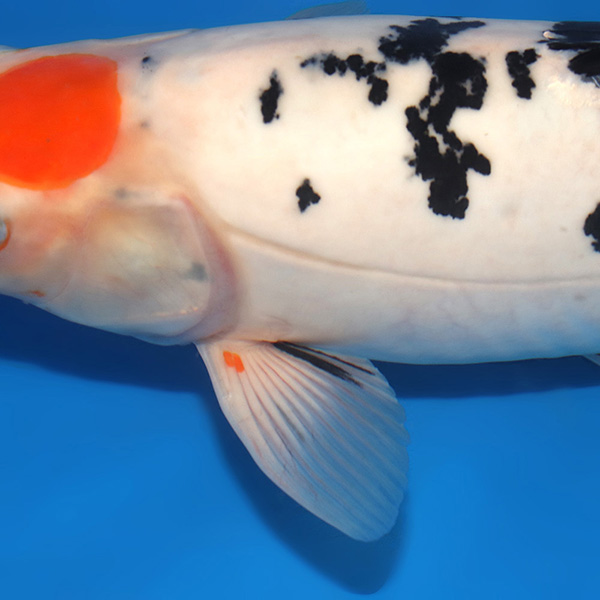 Doitsu - koi #u0712s002 - Kodama Koi Farm