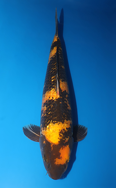 Kodama Koi Farm - Beautiful Japanese Koi Fish For Sale & Auction