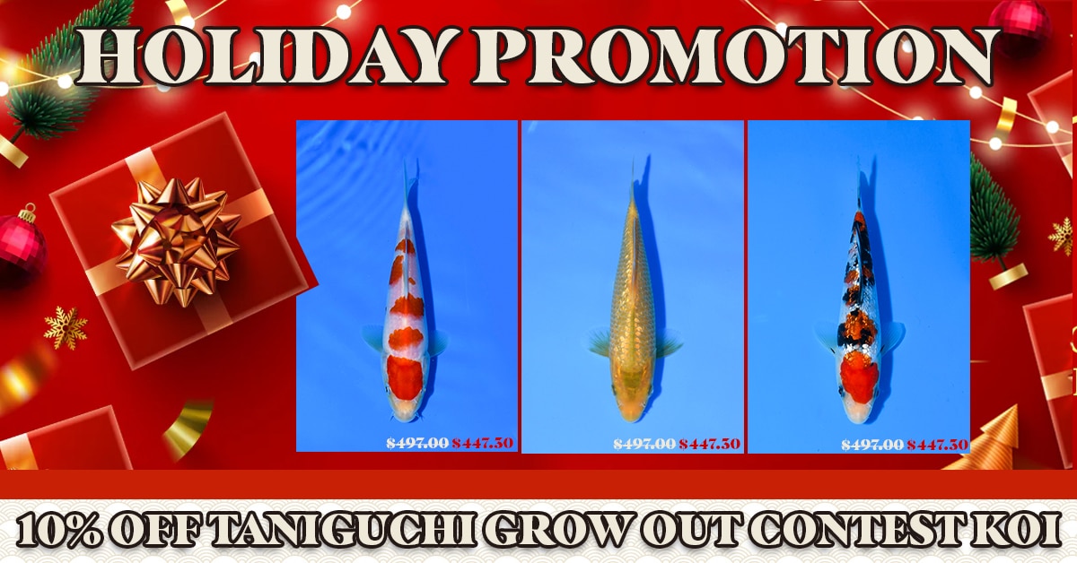 Shop the Best Koi Fish for Sale - Hand-Picked from Japan's Top Breeders