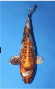 HELP, Is My Koi Sick?!? Diagnose Symptoms & Fish Diseases - FREE Health ...