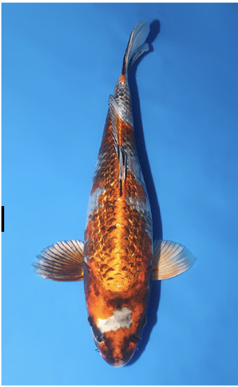 HELP, Is My Koi Sick?!? Diagnose Symptoms & Fish Diseases - FREE Health ...