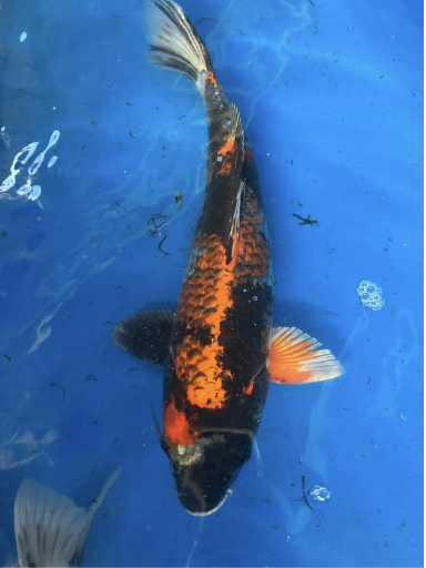 HELP, Is My Koi Sick?!? Diagnose Symptoms & Fish Diseases - FREE Health ...