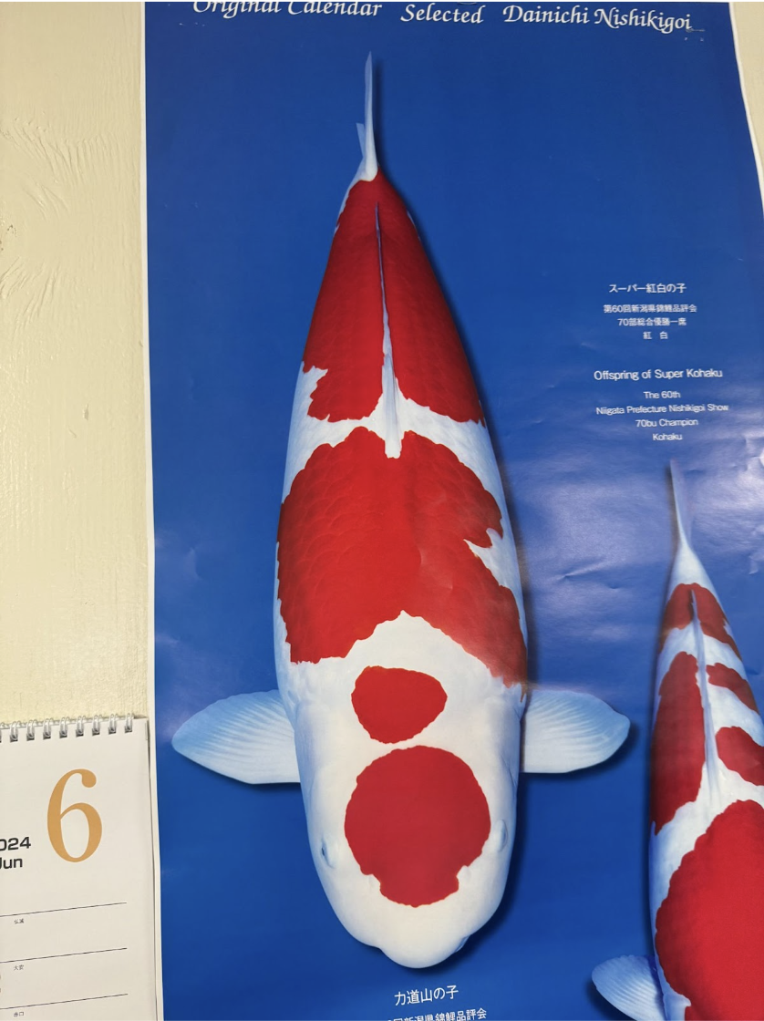 HELP, Is My Koi Sick?!? Diagnose Symptoms & Fish Diseases - FREE Health ...