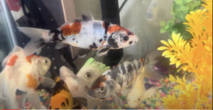 HELP, Is My Koi Sick?!? Diagnose Symptoms & Fish Diseases - FREE Health ...