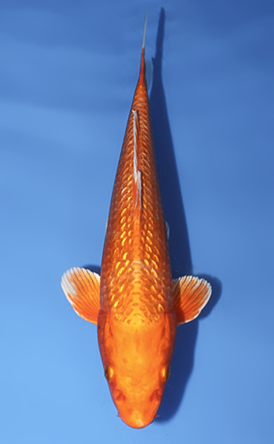 Ginrin Orange Ogon - koi #w0827s057-re - Marusaka Koi Farm