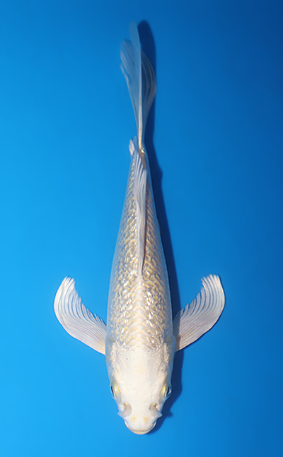 Hirenaga Ginrin Platinum - koi #w0910a016 - Kurihara Koi Farm