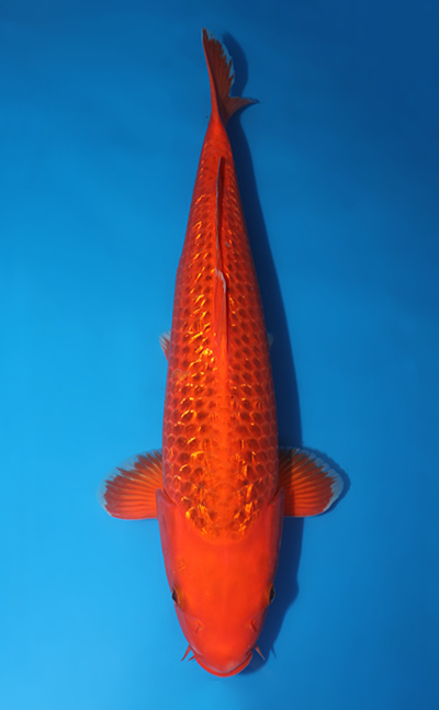 Ginrin Aka Matsuba - koi #w1106m011 - Maruhiro Koi Farm