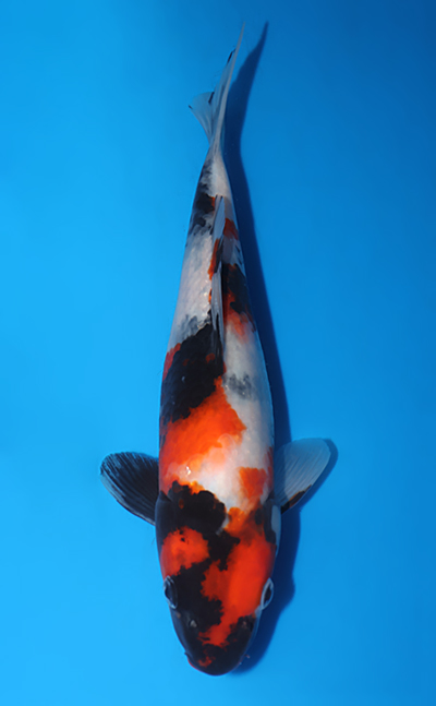 Showa - koi #w1117a022-re - Isa Koi Farm