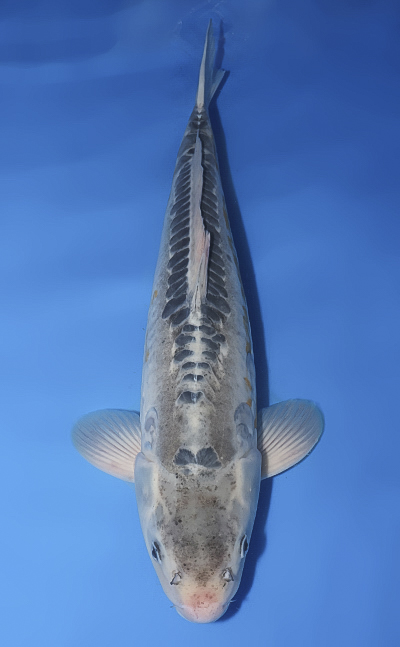 Ki Shusui - koi #w1211s016 - Otsuka Koi Farm