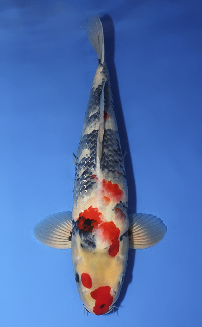 Showa - koi #x0122a022 - Dainichi Koi Farm
