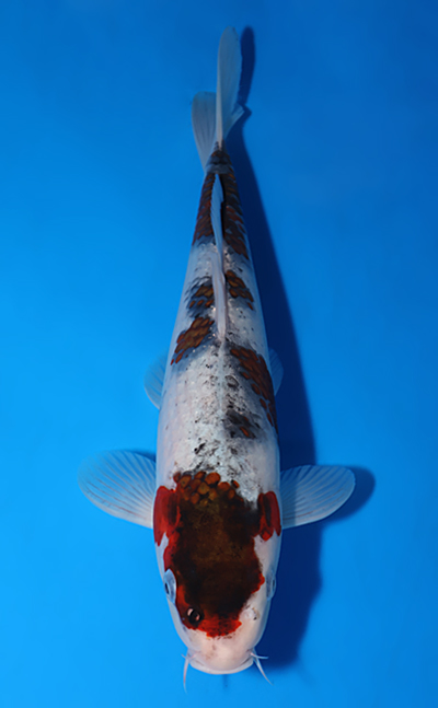 Budogoromo - koi #x0318a007 - Sakazume Koi Farm