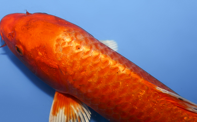 Orange Ogon - koi #x0917a019 - Maruhiro Koi Farm