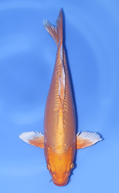 Hirenaga Orange Ogon - koi #x1021n003 - Suda Koi Farm
