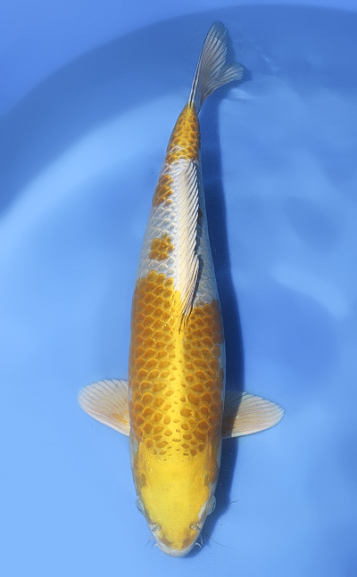 Lemon Hariwake - koi #x1029n019 - Maruhiro Koi Farm