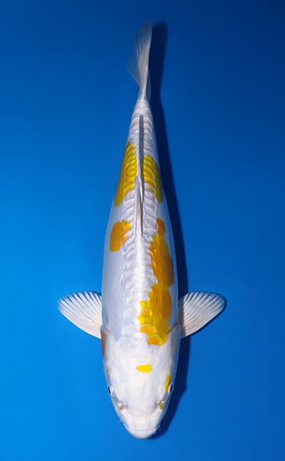 Doitsu Lemon Hariwake - koi #x1104m006 - Marusaka Koi Farm