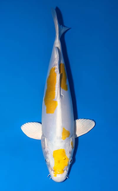 Doitsu Lemon Hariwake - koi #x1105m001 - Yamasan Koi Farm