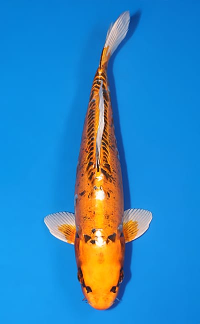 Doitsu Orange Matsuba Ogon - koi #x1204a011 - Maruhiro Koi Farm