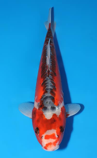 Shusui - koi #x1215a005 - Otsuka Koi Farm