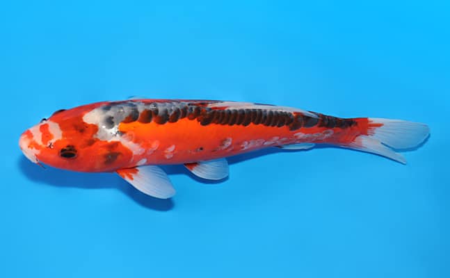Shusui - koi #x1215a005 - Otsuka Koi Farm