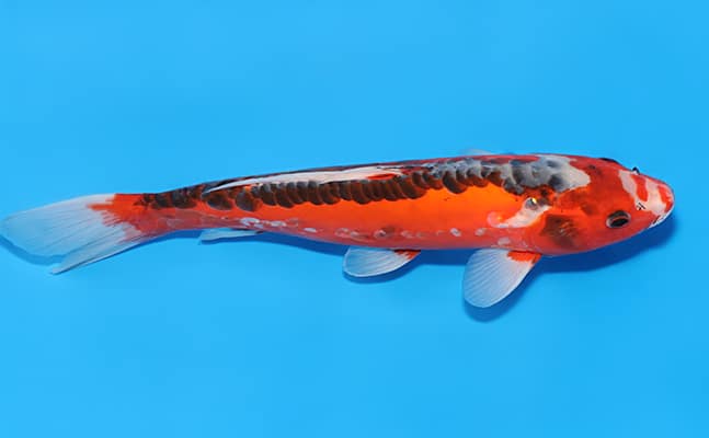 Shusui - koi #x1215a005 - Otsuka Koi Farm