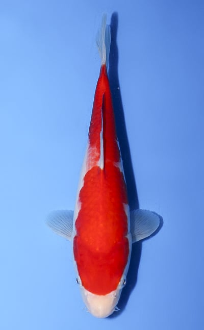 Kohaku - koi #y0202a030-re - Dainichi Koi Farm