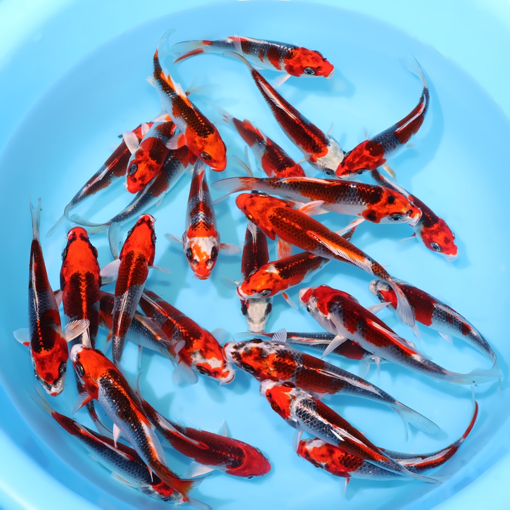 Kujyaku - koi #y0300st018 - Otsuka Koi Farm