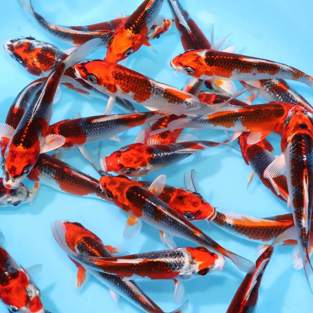Kujyaku - koi #y0300st018 - Otsuka Koi Farm