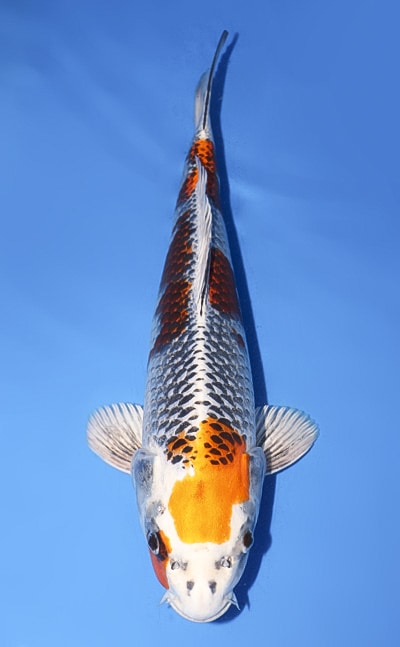 Kujyaku - koi #y0316m031 - Miyatora Koi Farm
