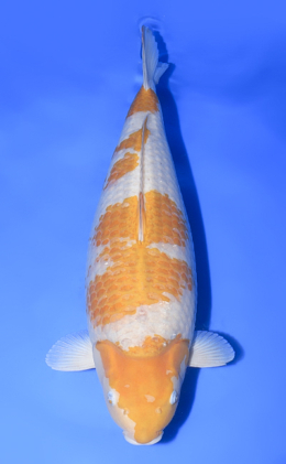 How to Grow Big Koi: Guide to Large Koi Growth with a Healthy Pond